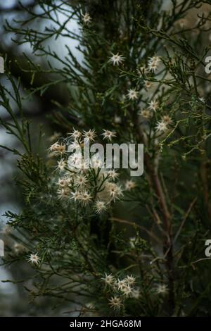 Desert broom (Baccharis sarothroides) plants thriving in sandy and arid ...
