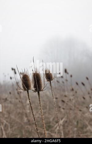 Teasel in a foggy field Stock Photo - Alamy