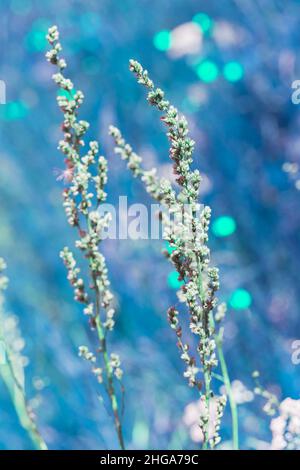 Selective focus of purple liriope flowers blooming in a field against a ...