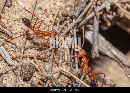 Close up of an Australian Giant Bull Ant, myrmecia gratiosa, with eyes ...