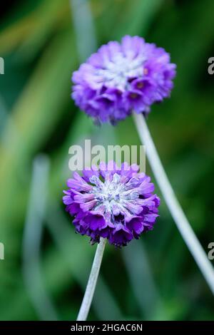 Primula capitata. Round Headed Himalayan Primrose Stock Photo - Alamy