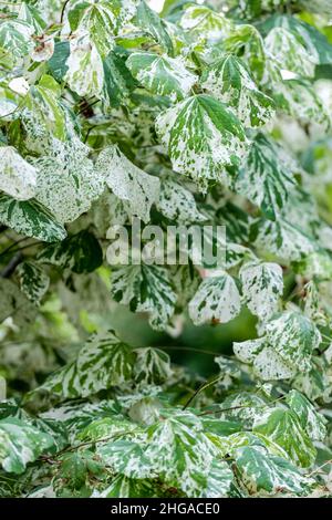 Cercis canadensis "Alley Cat", Cercis, Eastern Redbud Stock Photo - Alamy