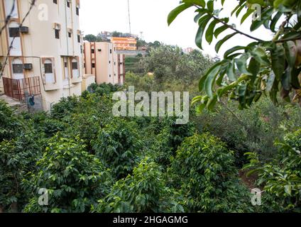 Al Faifa Mountains, Saudi Arabia Stock Photo - Alamy