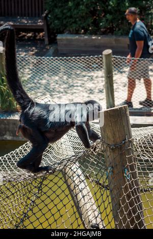 Spider monkeys roaming around their enclosure Stock Photo - Alamy