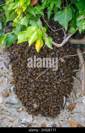 Honey bee swarm Kent England Stock Photo - Alamy