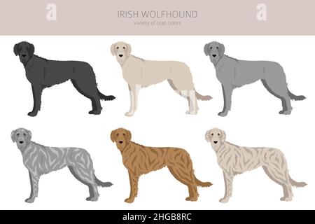 Irish wolfhound clipart. Different poses, coat colors set. Vector ...