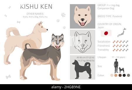 Kishu Ken clipart. Different poses, coat colors set. Vector ...