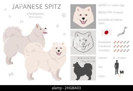 Japanese spitz clipart. Different poses, coat colors set. Vector ...