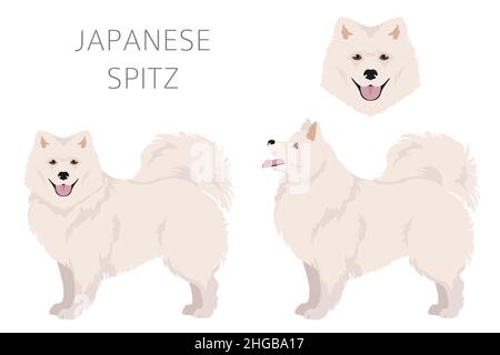 Japanese spitz clipart. Different poses, coat colors set. Vector ...