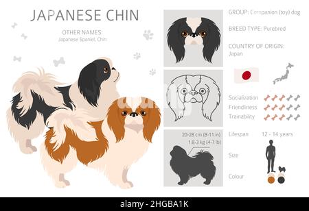 Japanese chin clipart. Different poses, coat colors set. Vector ...