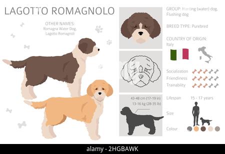 Lagotto Romagnolo clipart. Different poses, coat colors set. Vector ...