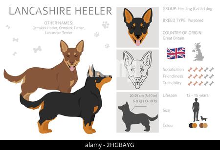 Lancashire Heeler clipart. Different poses, coat colors set. Vector ...