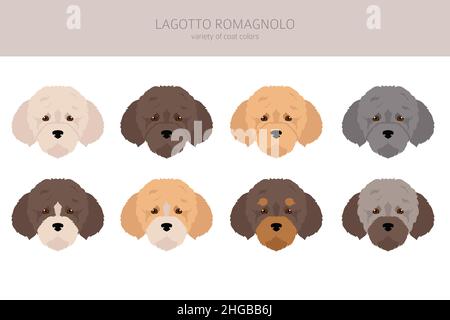 Lagotto Romagnolo clipart. Different poses, coat colors set. Vector ...