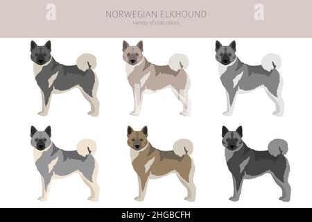 Norwegian elkhound clipart. Different poses, coat colors set. Vector ...