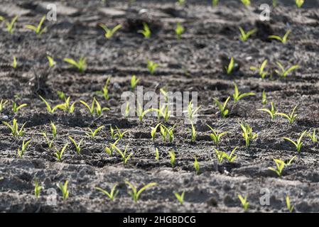 Emerging maize. Corn plants isolated. Agricultural crops in spring ...