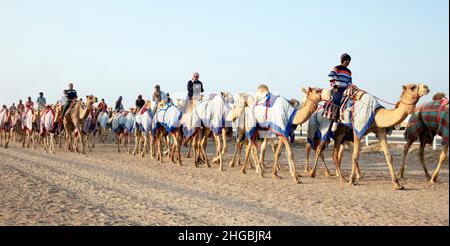 Arabian Camels in Camel racing Training Track - Shahanya Doha - QATAR ...