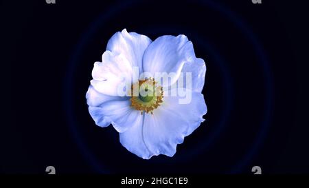 Animation flying of realistic flowers buds on black background ...