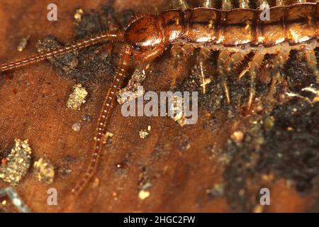 Stone Centipede( Order Lithobiomorpha Stock Photo - Alamy