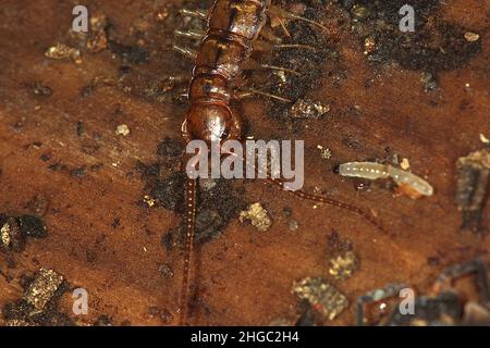 Stone Centipede( Order Lithobiomorpha Stock Photo - Alamy