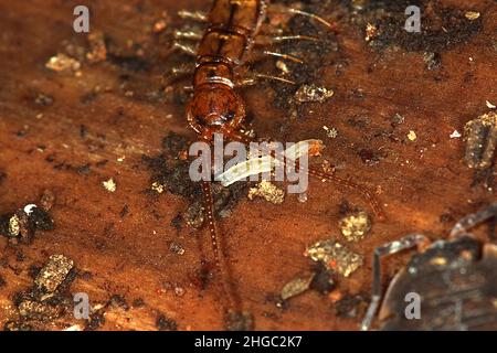 Stone Centipede( Order Lithobiomorpha Stock Photo - Alamy