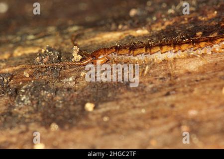 Stone Centipede( Order Lithobiomorpha Stock Photo - Alamy
