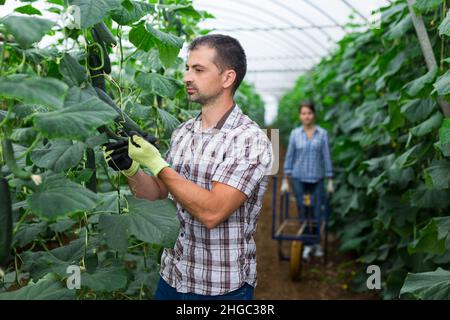 Hired worker picks crop of cucumbers in greenhouse Stock Photo - Alamy