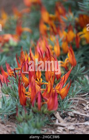Lotus Red Flash (Lotus berthelotii) ground cover plant in bloom ...