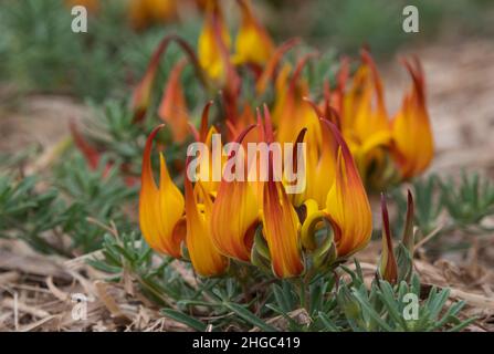 Lotus Gold Flash (Lotus berthelotii) ground cover plant in bloom ...