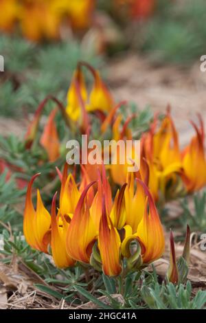 Lotus Red Flash (Lotus berthelotii) ground cover plant in bloom ...