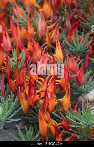 Lotus Red Flash (Lotus berthelotii) ground cover plant in bloom ...