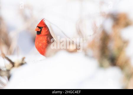 Male Northern Cardinal in Pennsylvania Stock Photo - Alamy