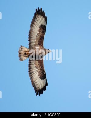 Common Buzzard (Buteo buteo) juvenile flying Norfolk July 2025 Stock ...
