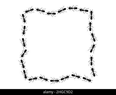 Black ants square border. Ants forming messy rectangular shape isolated in white background ...