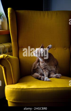 Funny cat sitting on armchair and looking curious up to the camera ...