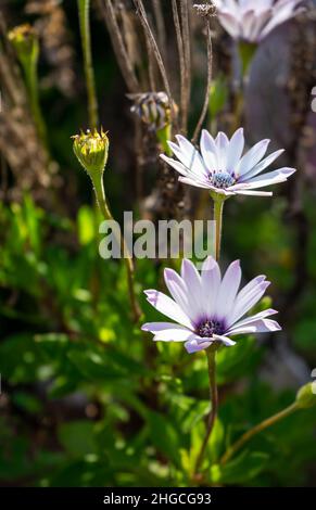 Colorful flowers sunbathing in meadow in spring Stock Photo - Alamy