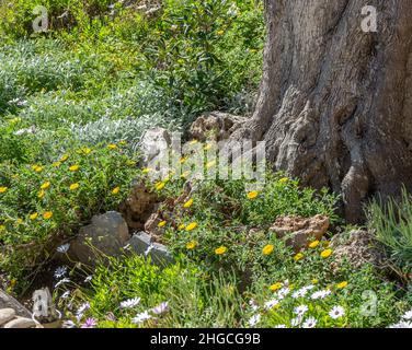 Century-old tree trunk surrounded by flowers in spring Stock Photo - Alamy