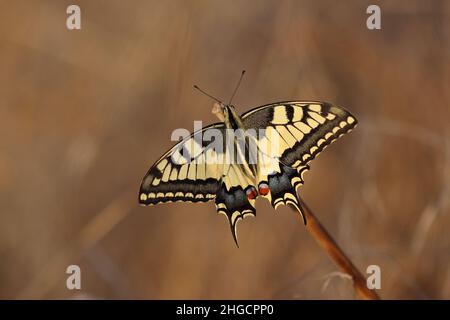 Swallowtail , Common Yellow Swallowtail butterfyl Stock Photo - Alamy