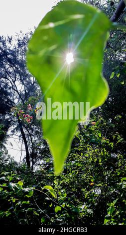 The bright sun rays of the sunset coming from between the thick tree ...