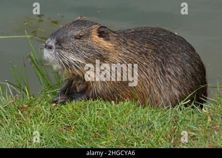 Nutria at a pond in Czech republic,Europe Stock Photo - Alamy