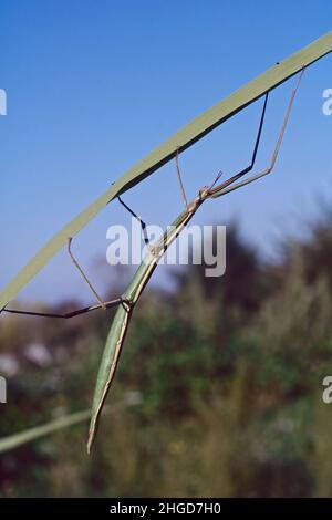 European stick insect (Bacillus rossius) also called the European stick ...