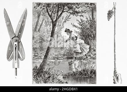 Telescopic tree pruner. Old 19th century engraved illustration from La ...