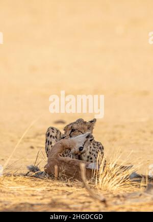 Cheetah with Springbok prey in the Kgalagadi Stock Photo - Alamy