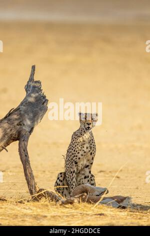 Cheetah with Springbok prey in the Kgalagadi Stock Photo - Alamy