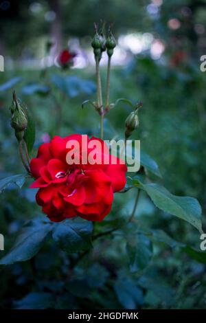 Branches of glossy green leaves Stock Photo - Alamy