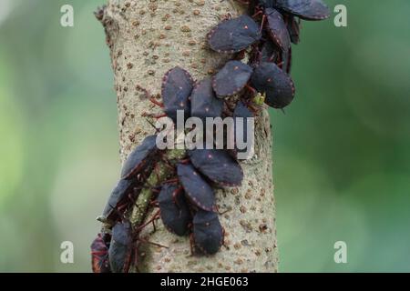 Hemiptera (Also called the rice black bug, Scotinophara coarctata) with ...