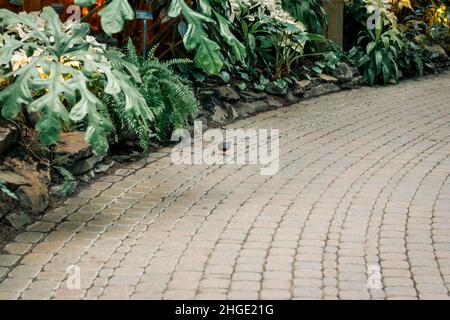 Small quail running along a path in the tropical garden Stock Photo - Alamy