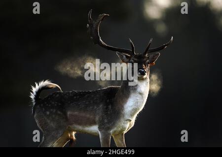 The breath of a fallow buck is seen on a sunny winter morning in Dublin ...