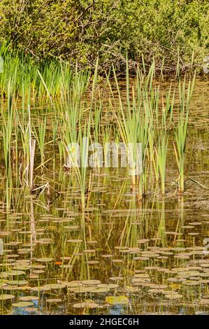 Wetlands in the Panther Lake area of Kent, Washington Stock Photo - Alamy