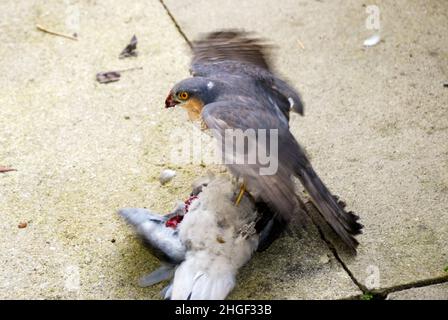 UK, England, Devonshire. A Sparrowhawk attacks and kills a pigeon in a ...