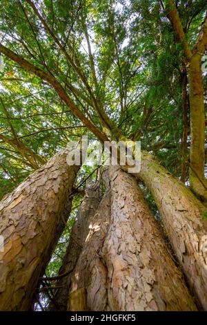 Taxus baccata crown Stock Photo - Alamy